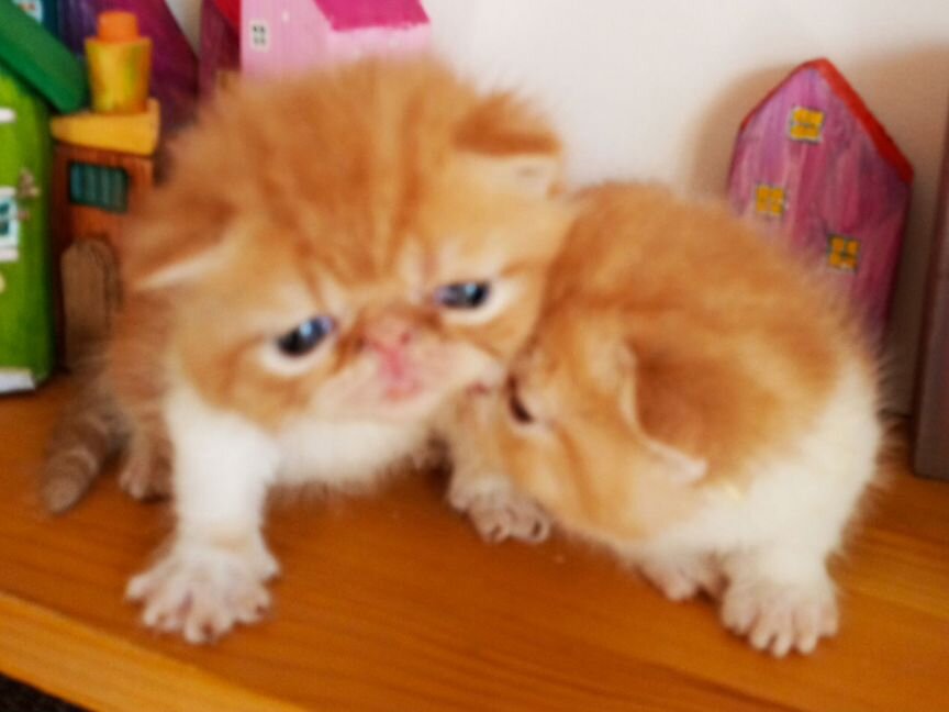 Экзотические котятки