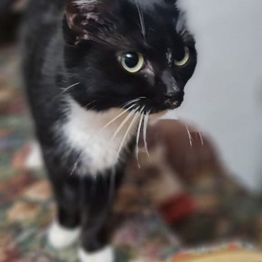 Кошечка ищет дом