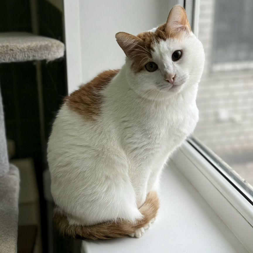 Милый пухлячок ищет семью