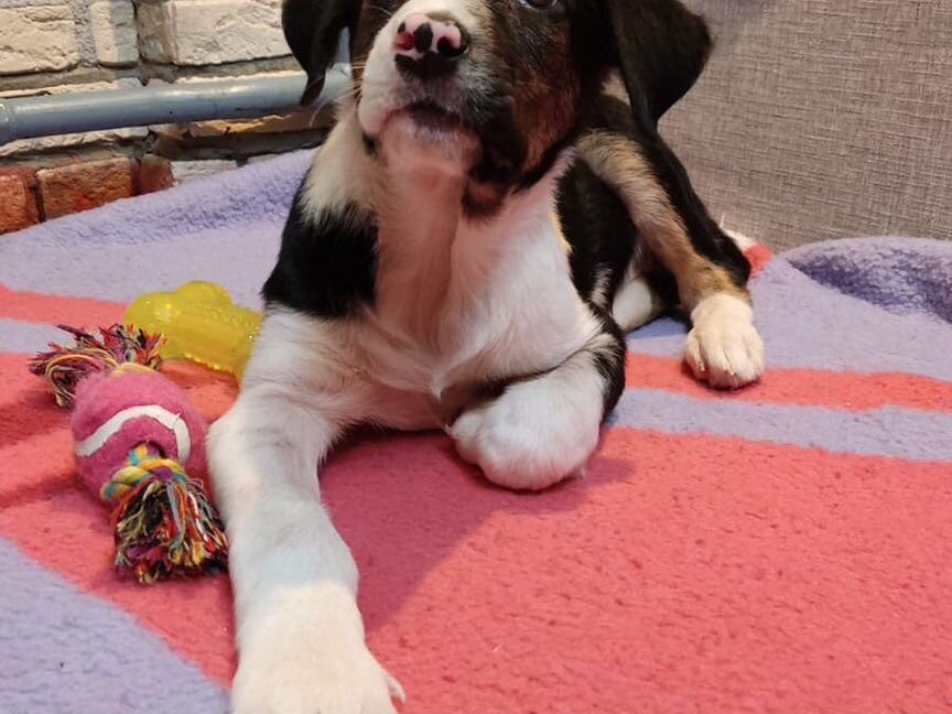 Щенок в добрые руки