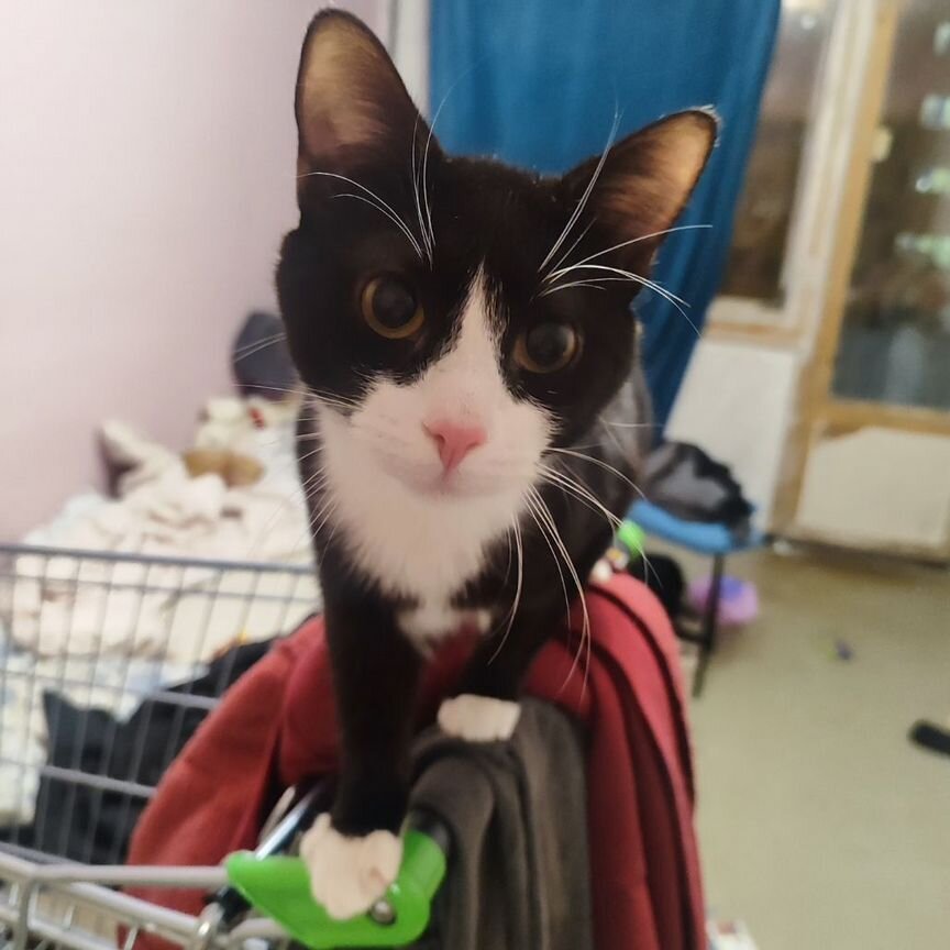 Котёнок в добрые руки