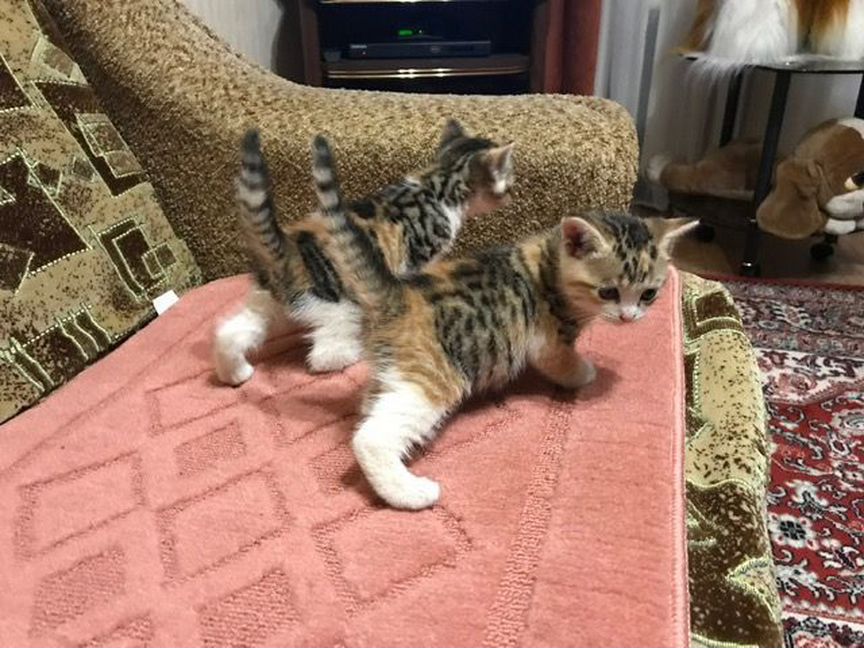 Маленькие котята - девочки (пеструшки)