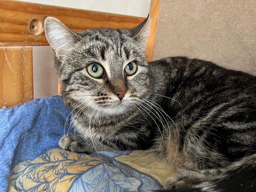 Кошенька в добрые руки