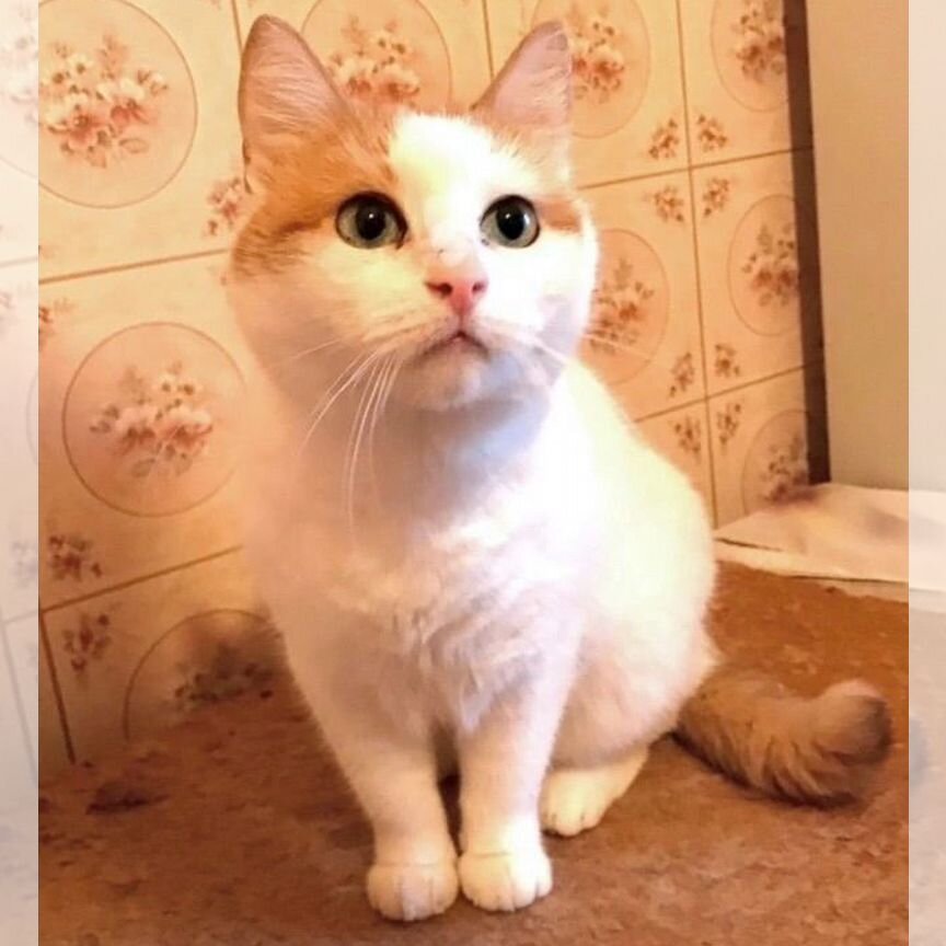 Взрослая, кошка в добрые руки