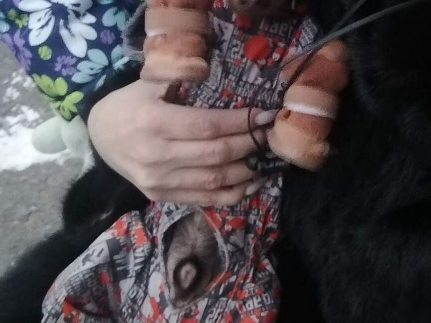 Отдам тойчика