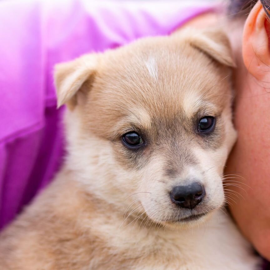 Щенок Мальта 1,5 мес. Лайка/Хаска. В добрые руки