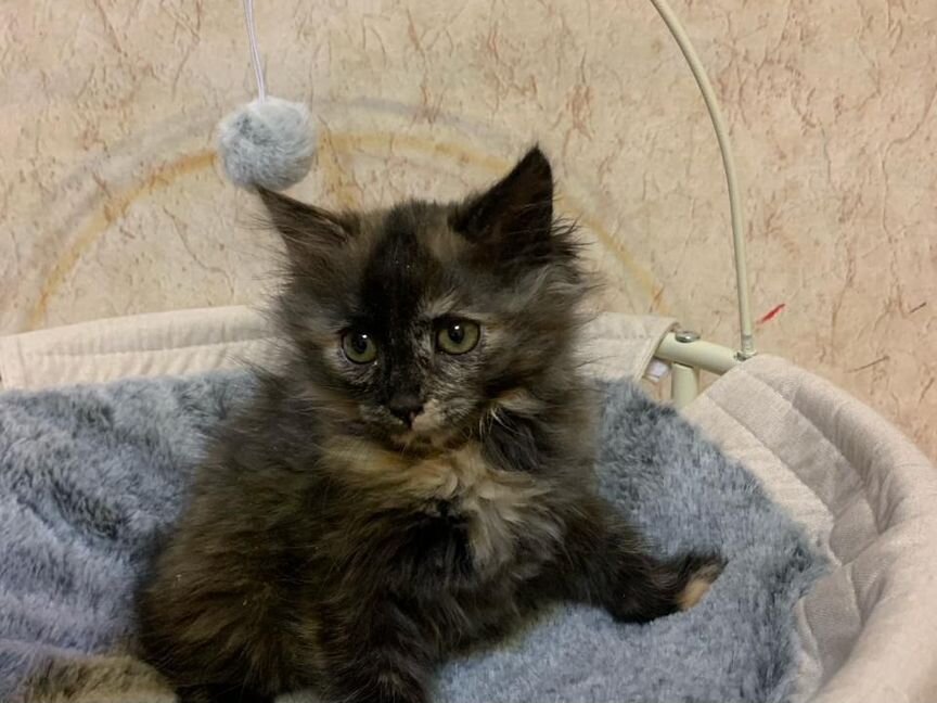 Сибирская девочка с док-ми 2 мес