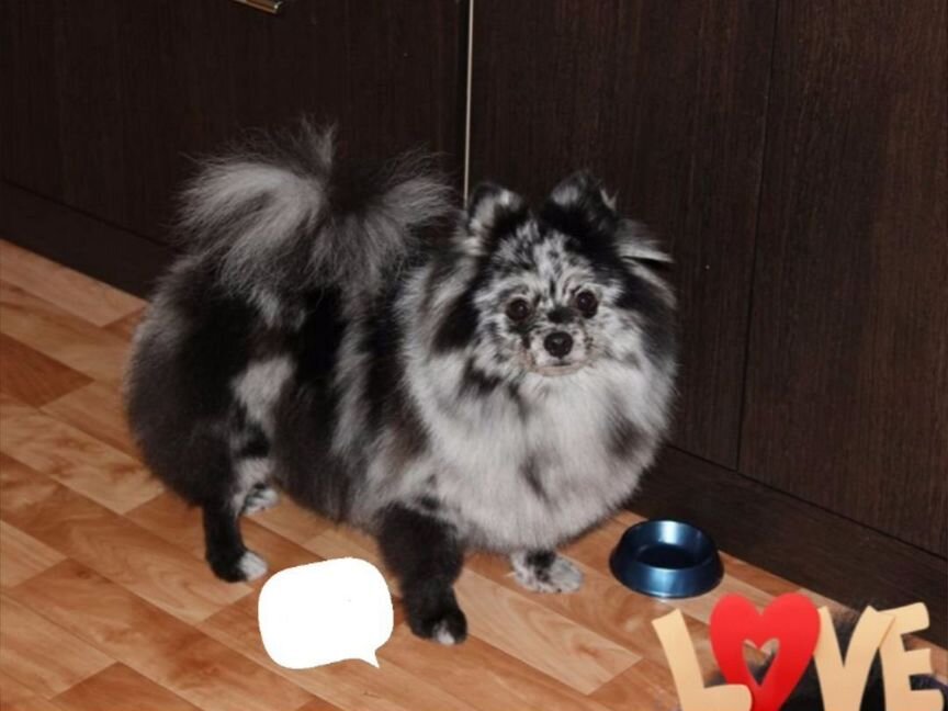 Девочка шпиц в добрые руки