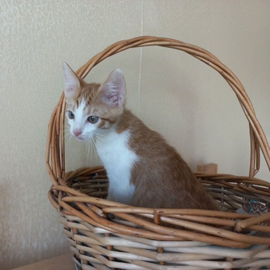 Милейший кото-ребёнок Руди