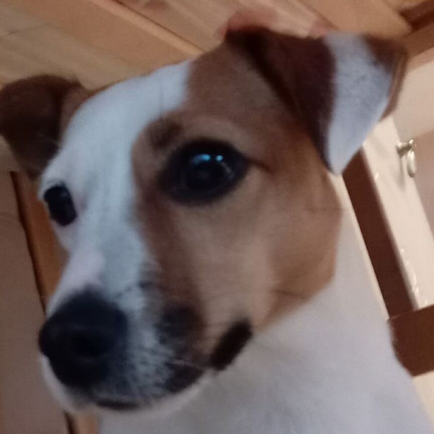 Джек-рассел-терьер, взрослая собака