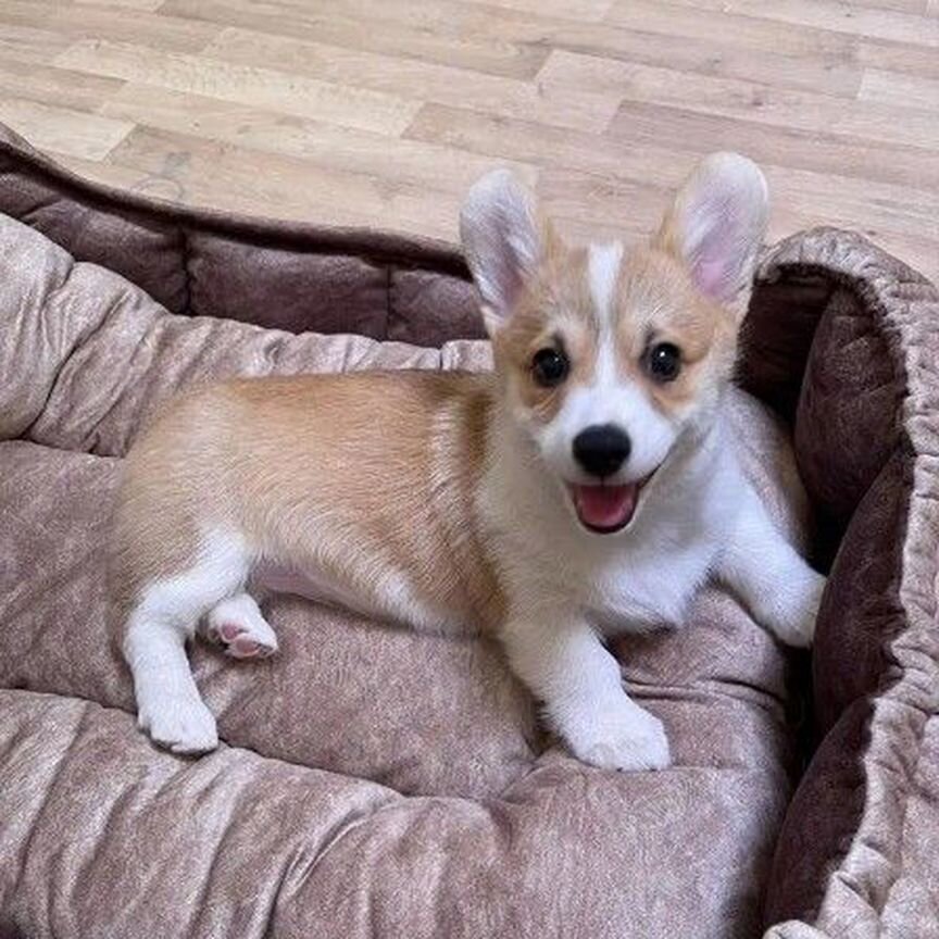 Лежанка для собак