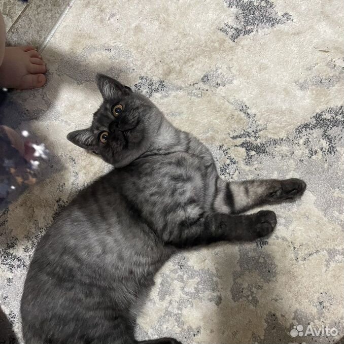 Котенок смесь британца и шотландца в добрые ручки