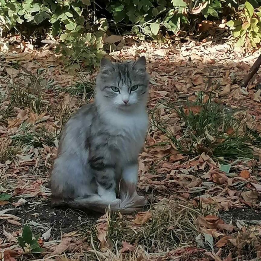 Кошка в добрые руки