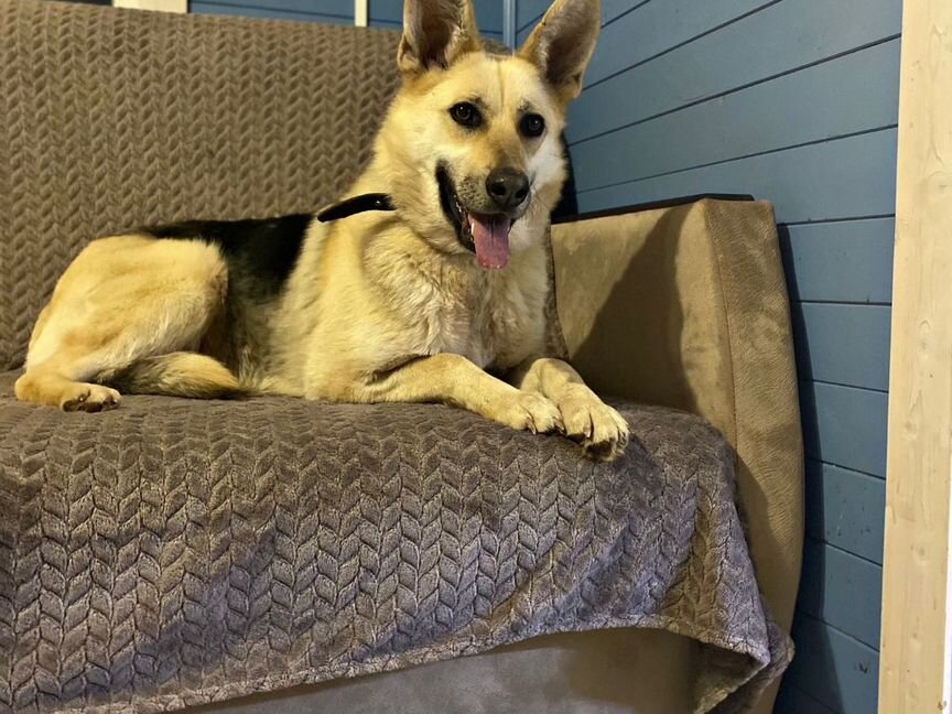 Овчарка в добрые руки Собака