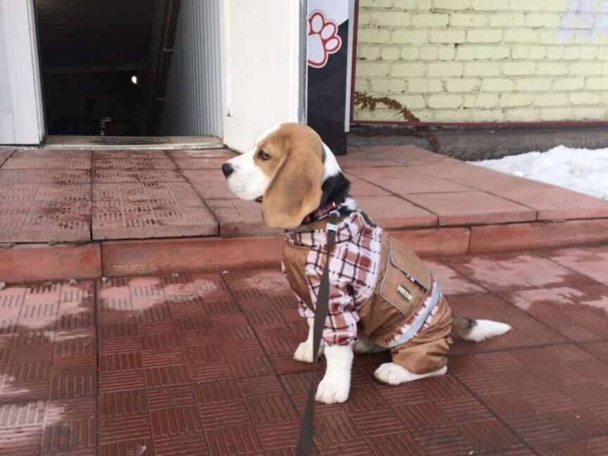 Комбинезон dezzie (бигль, мопс и т.п.)