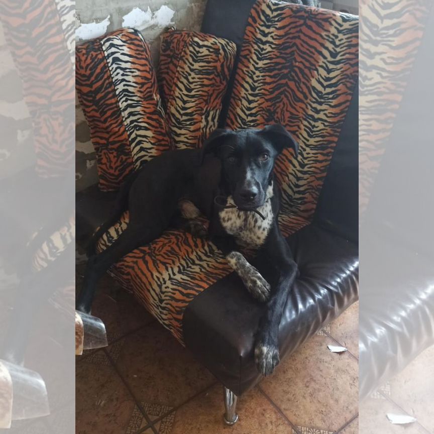 Собаки бесплатно в добрые руки