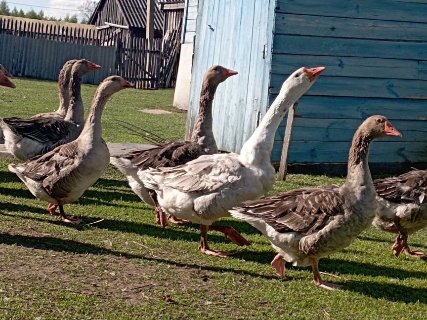Гуси на племя