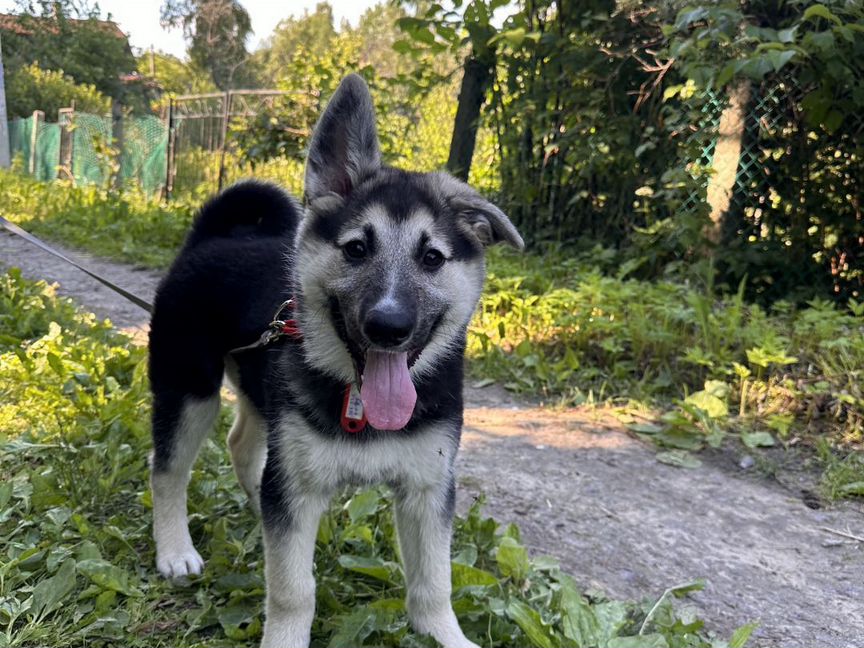 Щенок в добрые руки