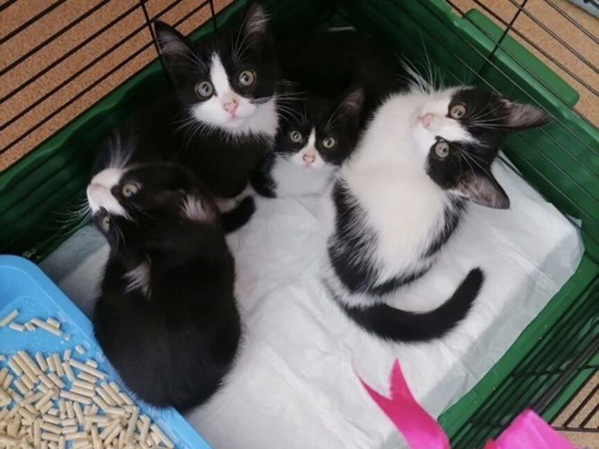 Котята бесплатно