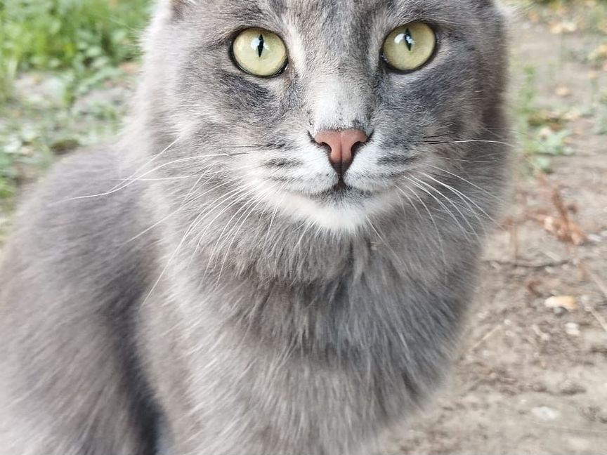 Шикарный кот в добрые руки