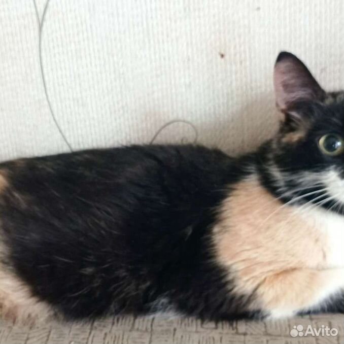 Кошечка Триша