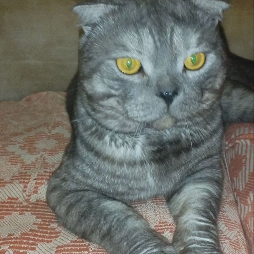 Котик хочет В семью