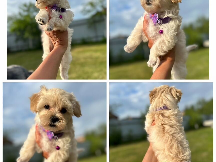 Maltipoo принцессы