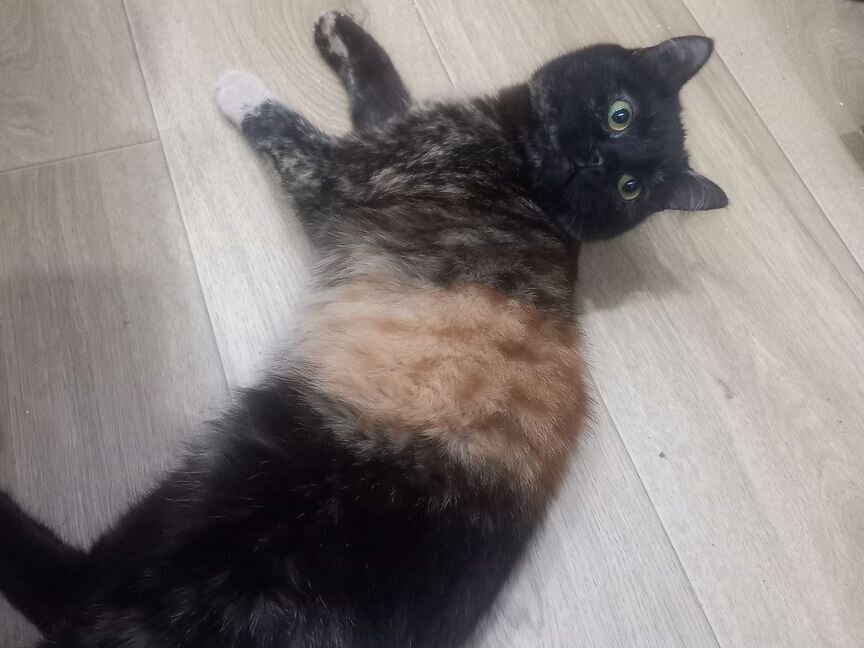 Кошка в дар