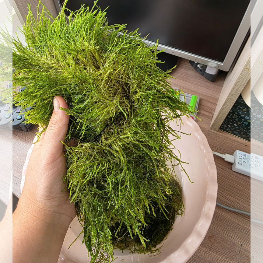 Яванский мох. Большой кусок