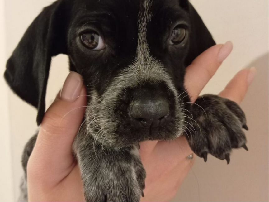 Щенок куцхара