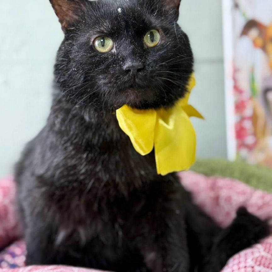 Котик Космос припорошен звёздной пылью. В дар