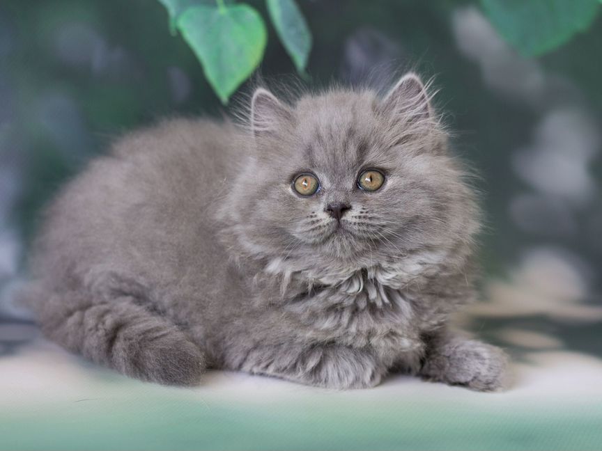 Британский длинношерстный котик