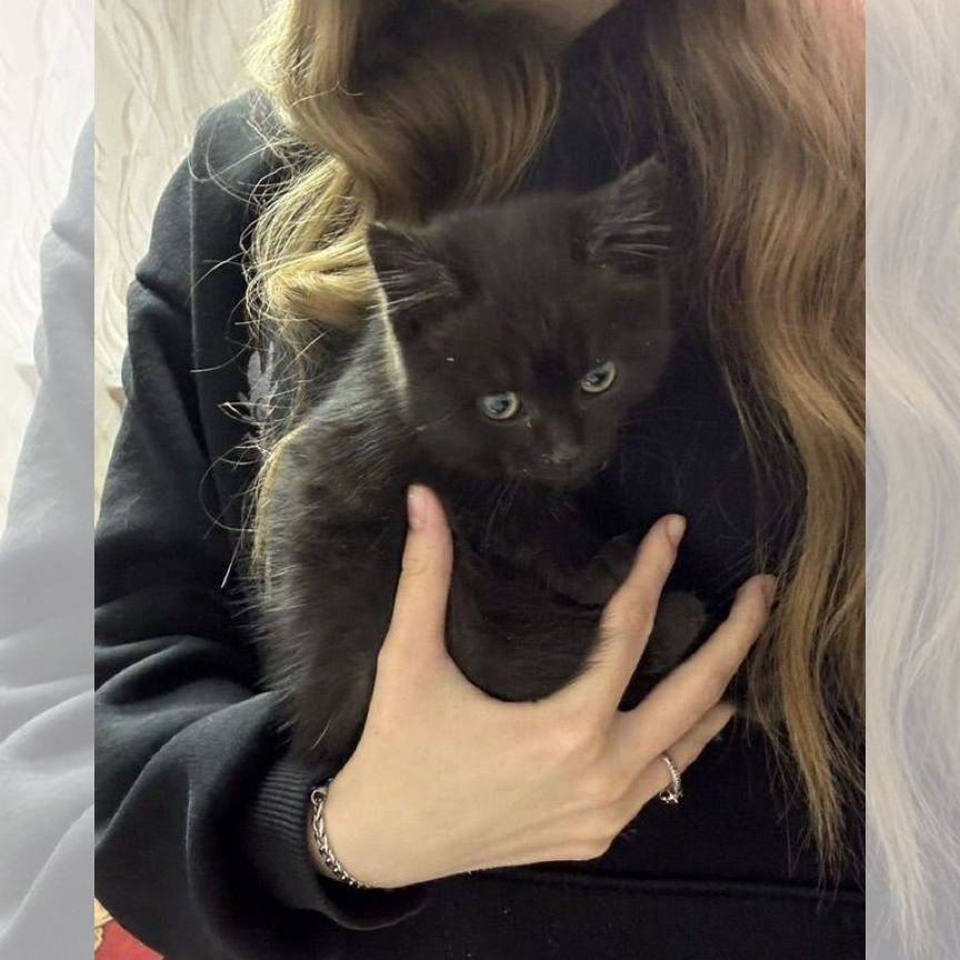 Сиамский котёнок