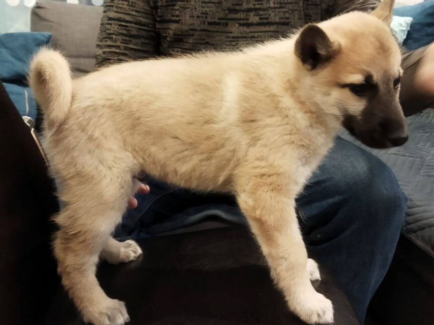 Продам щенка Западно-Сибирской Лайки, кобель