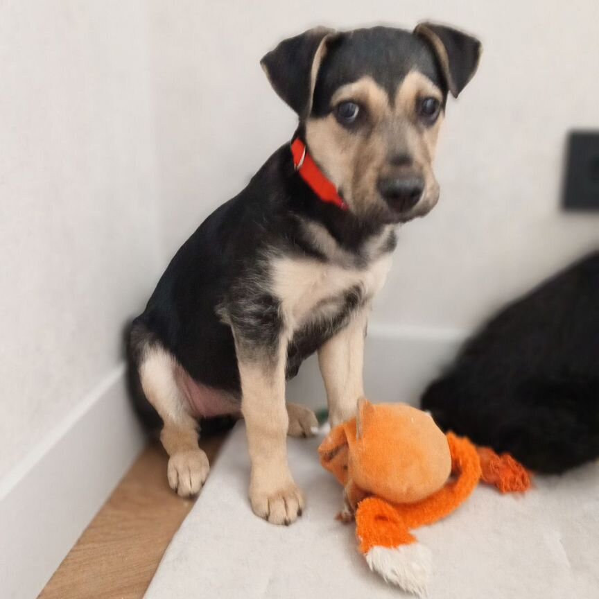 Щенулька ищет дом