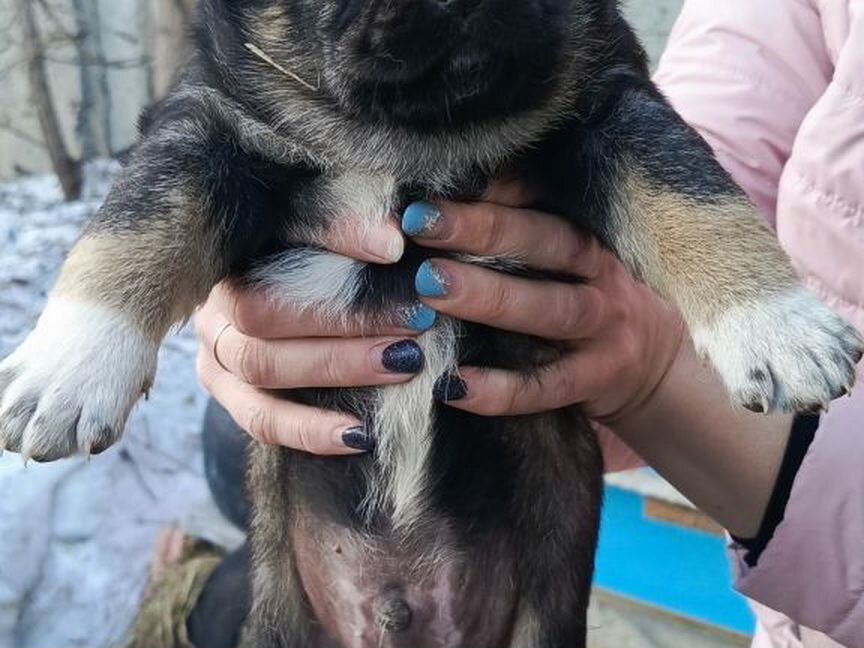 Щенки беспородные