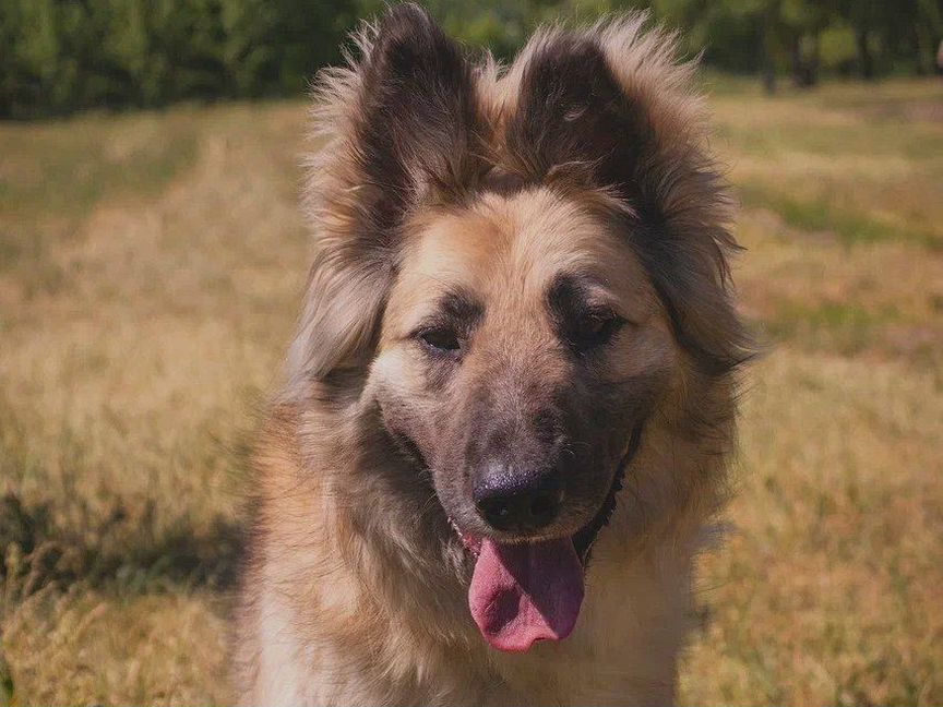 Собака Пушок страдает без семьи