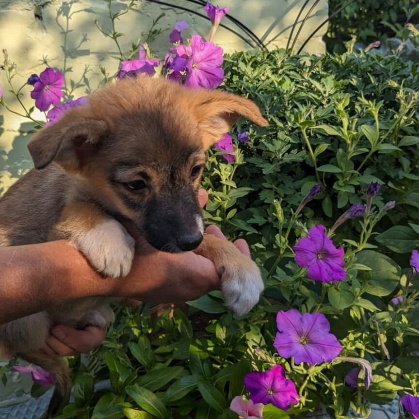 Щенок девочка в добрые руки