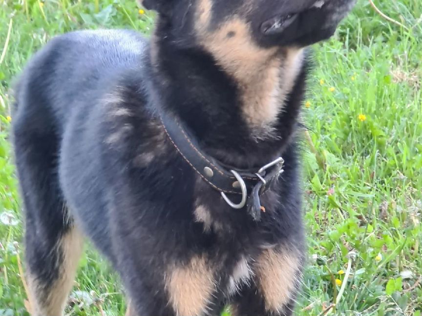 Отдам в добрые руки собаку