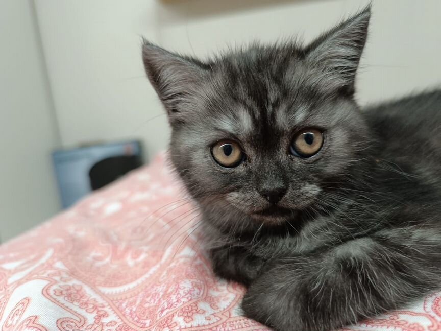 Котёнок британец