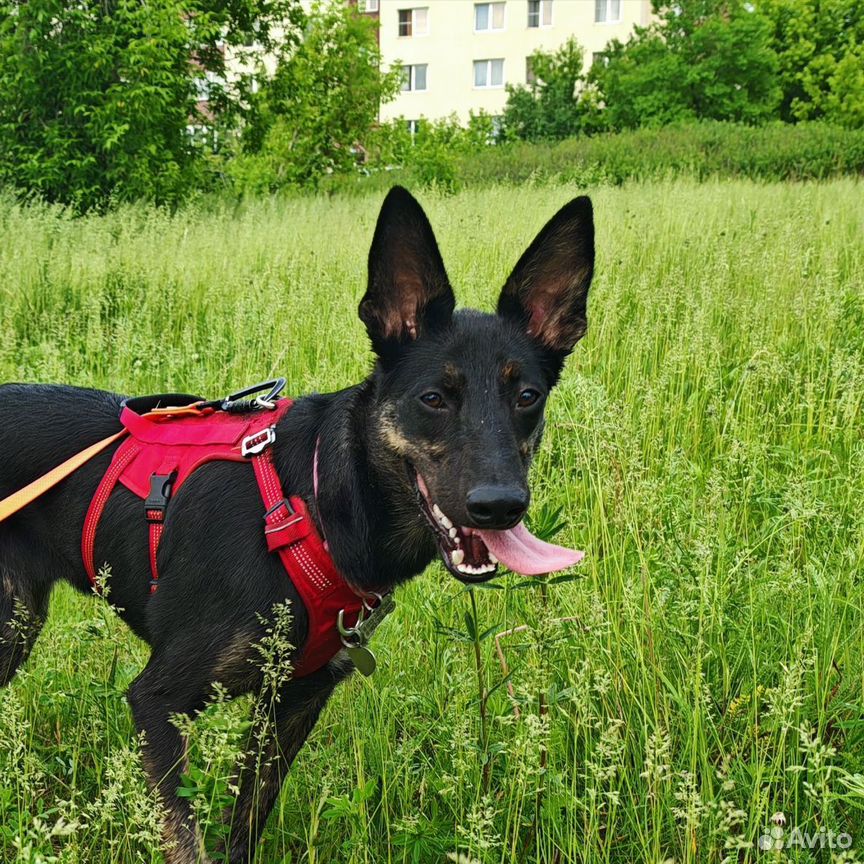 Собака как произведение искусства