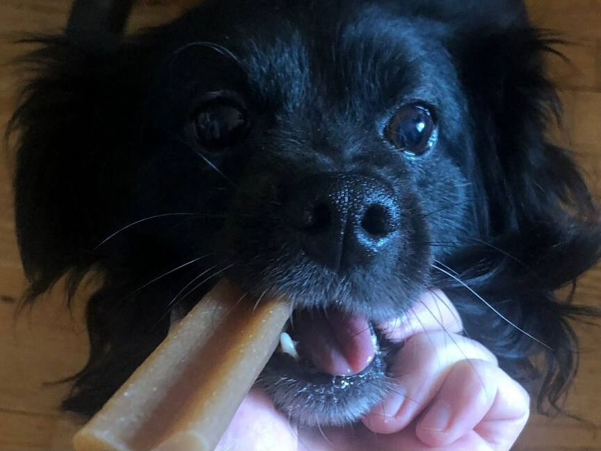 Собака в добрые руки