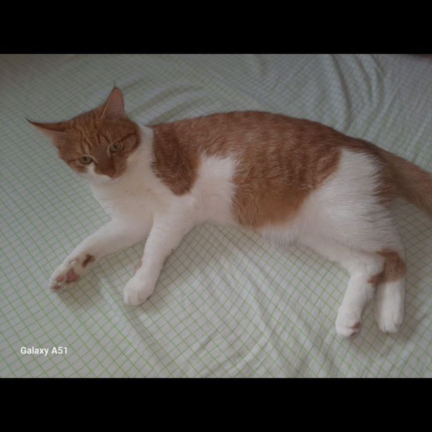 Кот