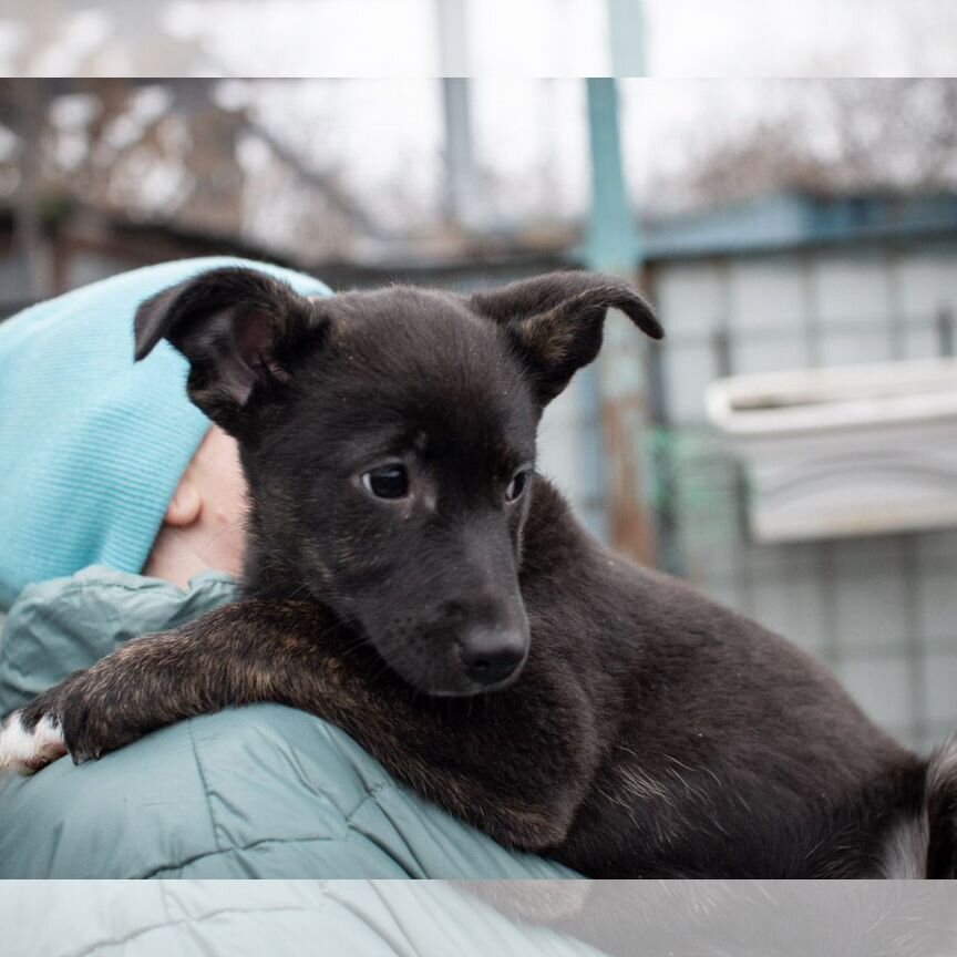 Американский питбультерьер, щенок