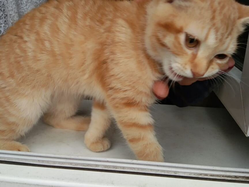 Котята в добрые руки бесплатно мальчики и девочка