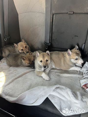 Щенки лайки зсл