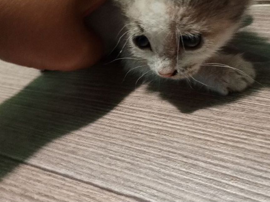 Котята в добрые руки бесплатно