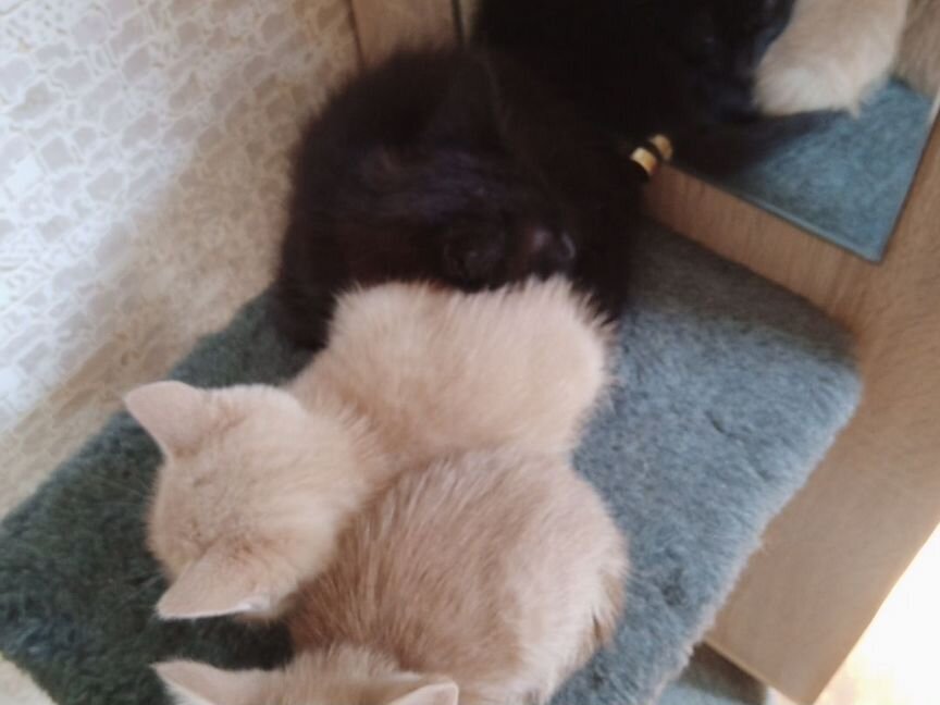 Котята в добрые руки маль 2 мес к лотку причены