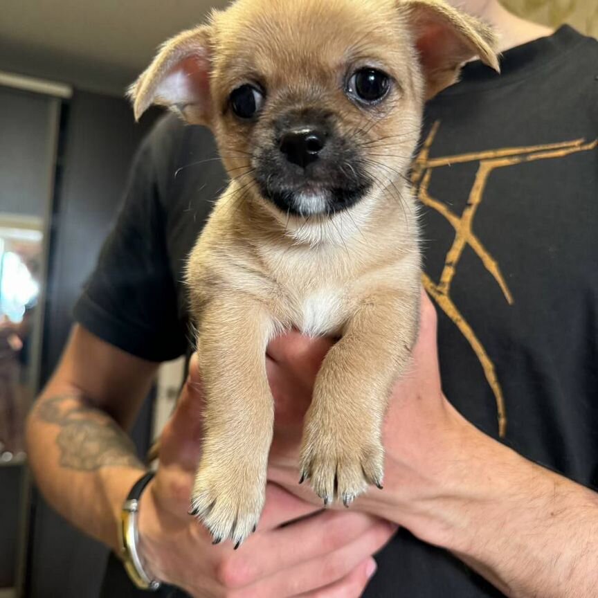 Собаки чихуахуа щенок