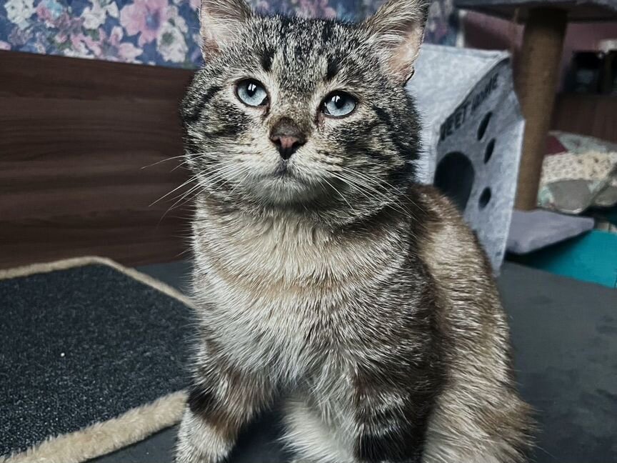 Кот ищет дом